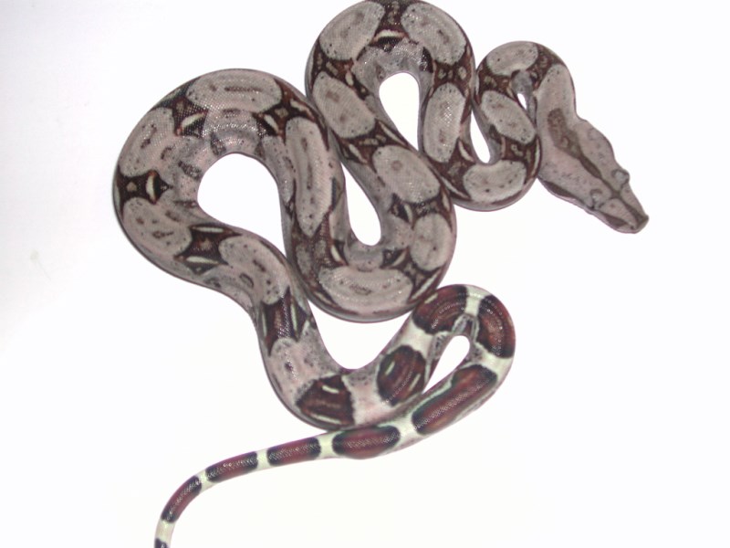 Hypo Boas