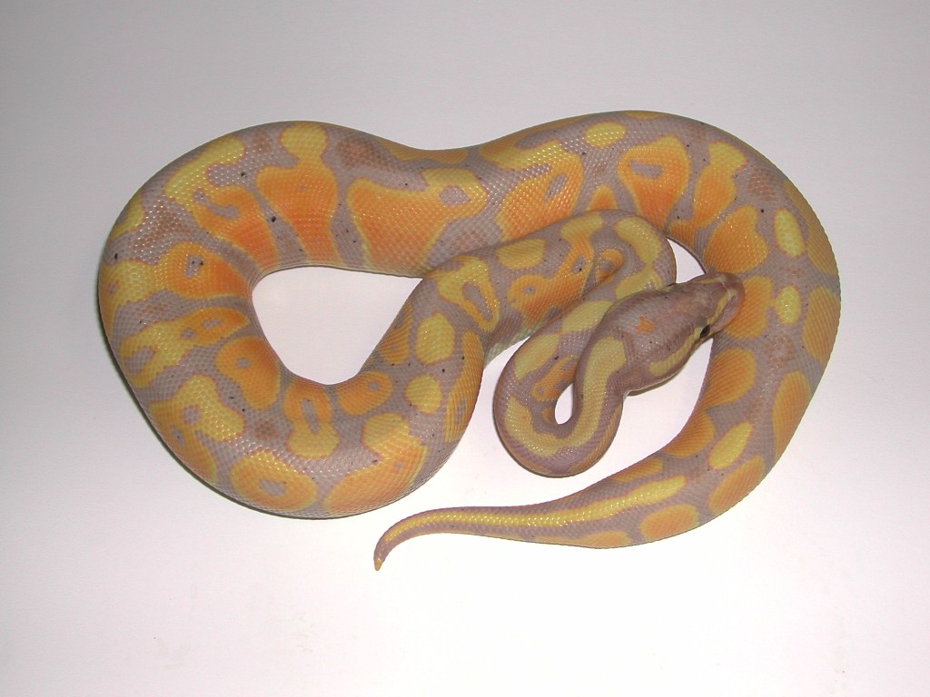 Coral Glow Ball Python