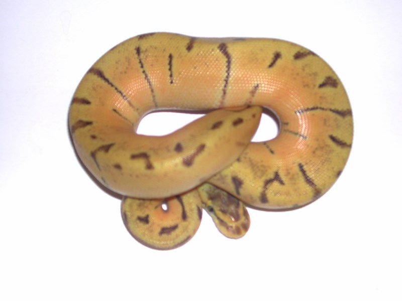 The Boa Basement - 2011 Female Super Pewter