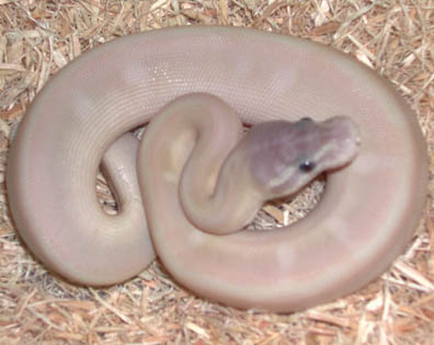 2011 Male Enchi Super Mojave