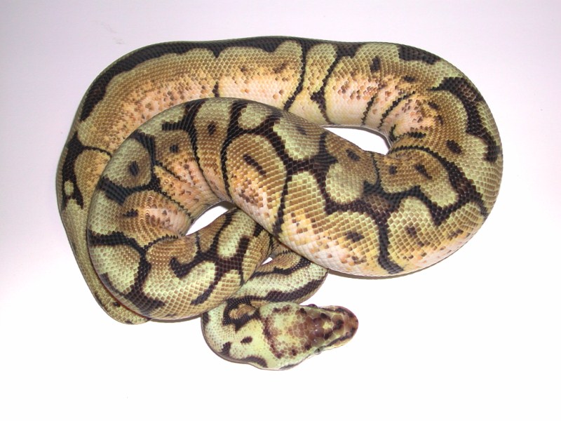 Hypo Pewter Bee Ball Python